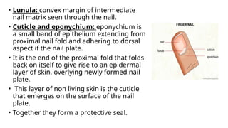 Nail changes in dermatology.pptx about common patterns | PPTX