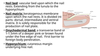 Nail changes in dermatology.pptx about common patterns | PPTX