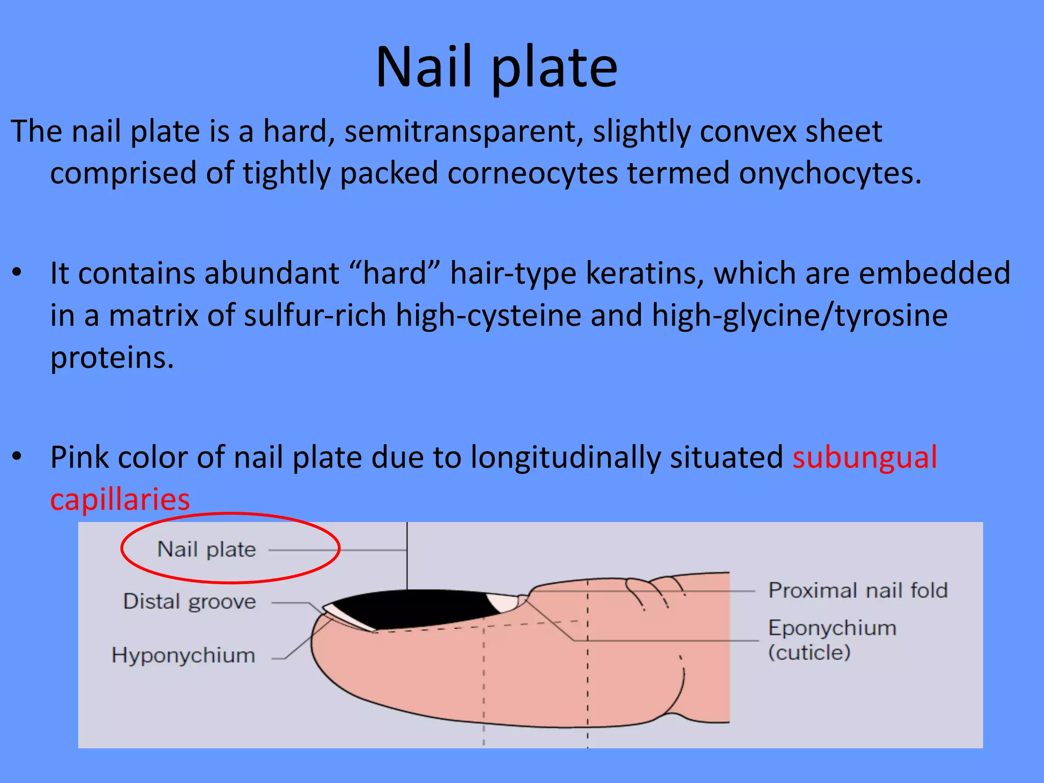Nail disorder - Dr Aisha Almoosa | PDF | Skin and Dermatology ...