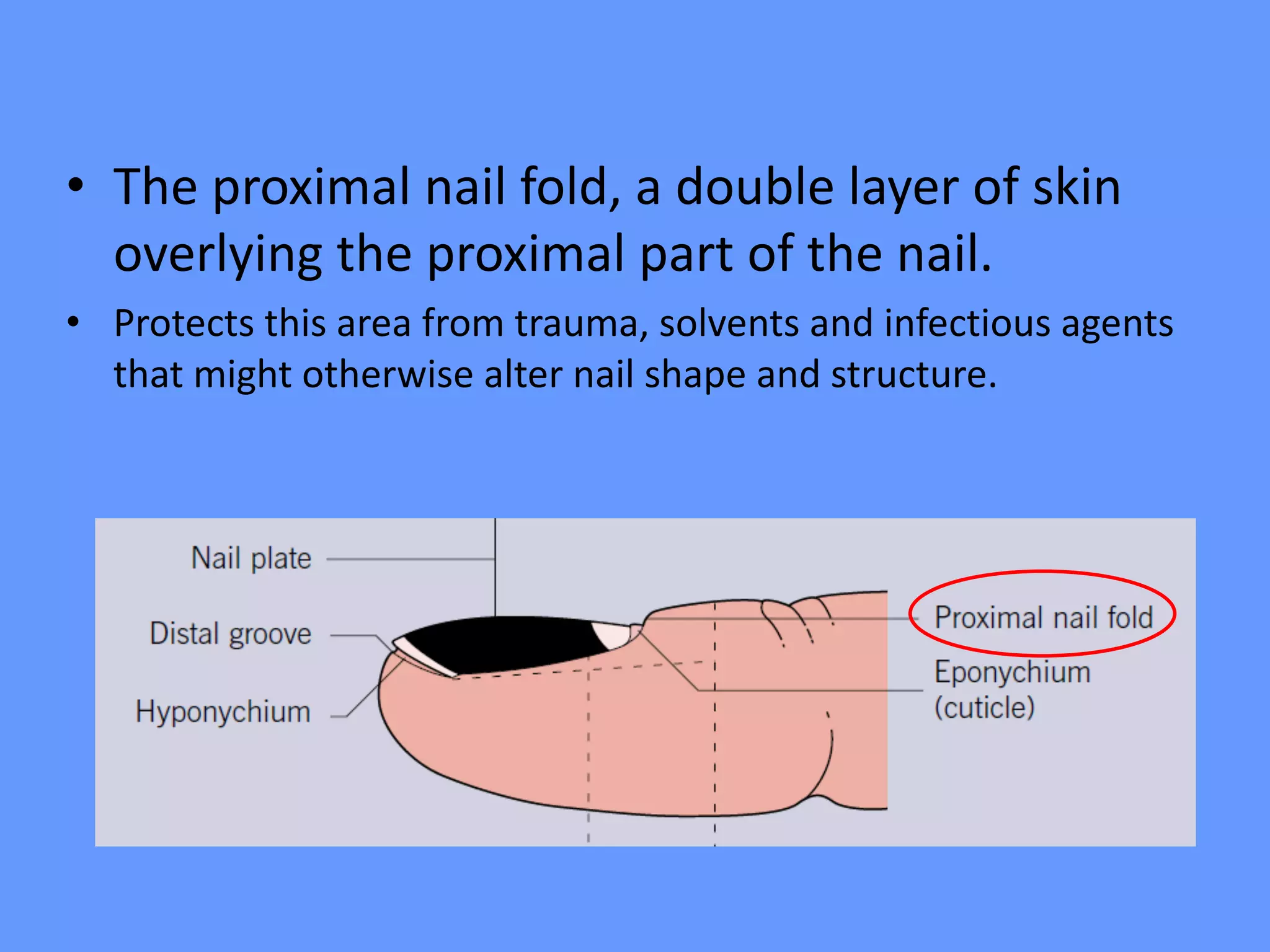 Nail disorder - Dr Aisha Almoosa | PDF