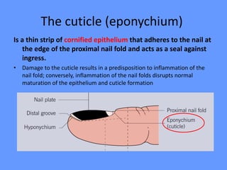 Eponychium Damage