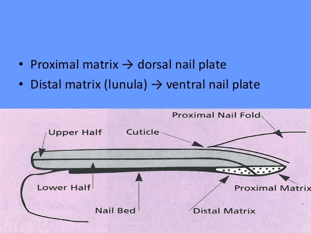 Nail disorder - Dr Aisha Almoosa