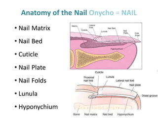 Nail disorder fahad albedaiwi | PPT