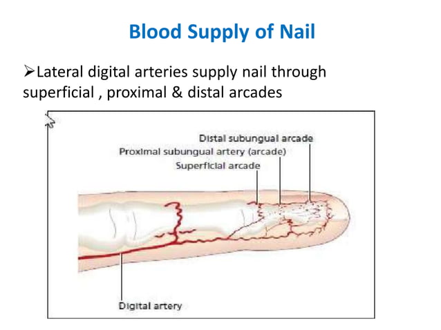 Nail disorder fahad albedaiwi | PPTX | Foot Health | Diseases and ...