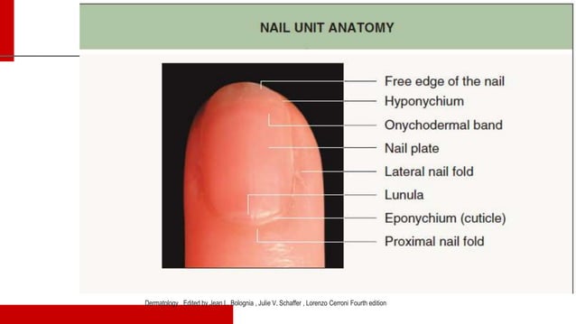 Nail Disorders Dr.mahar almorish dermatology.pptx