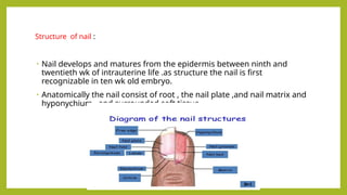 NAIL DISORDERS.pptx. powerpoint presentation | PPTX