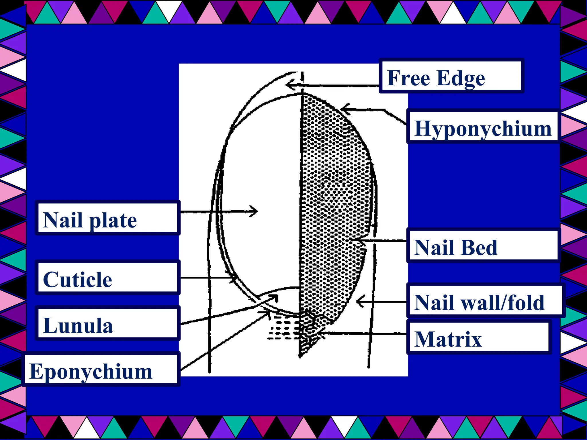 Nail growth and factors that affect.pptx