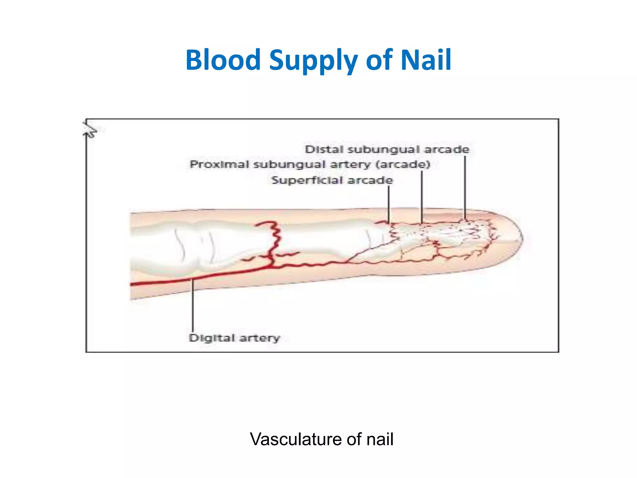 Anatomy of Nail And Applied Aspects | PPTX