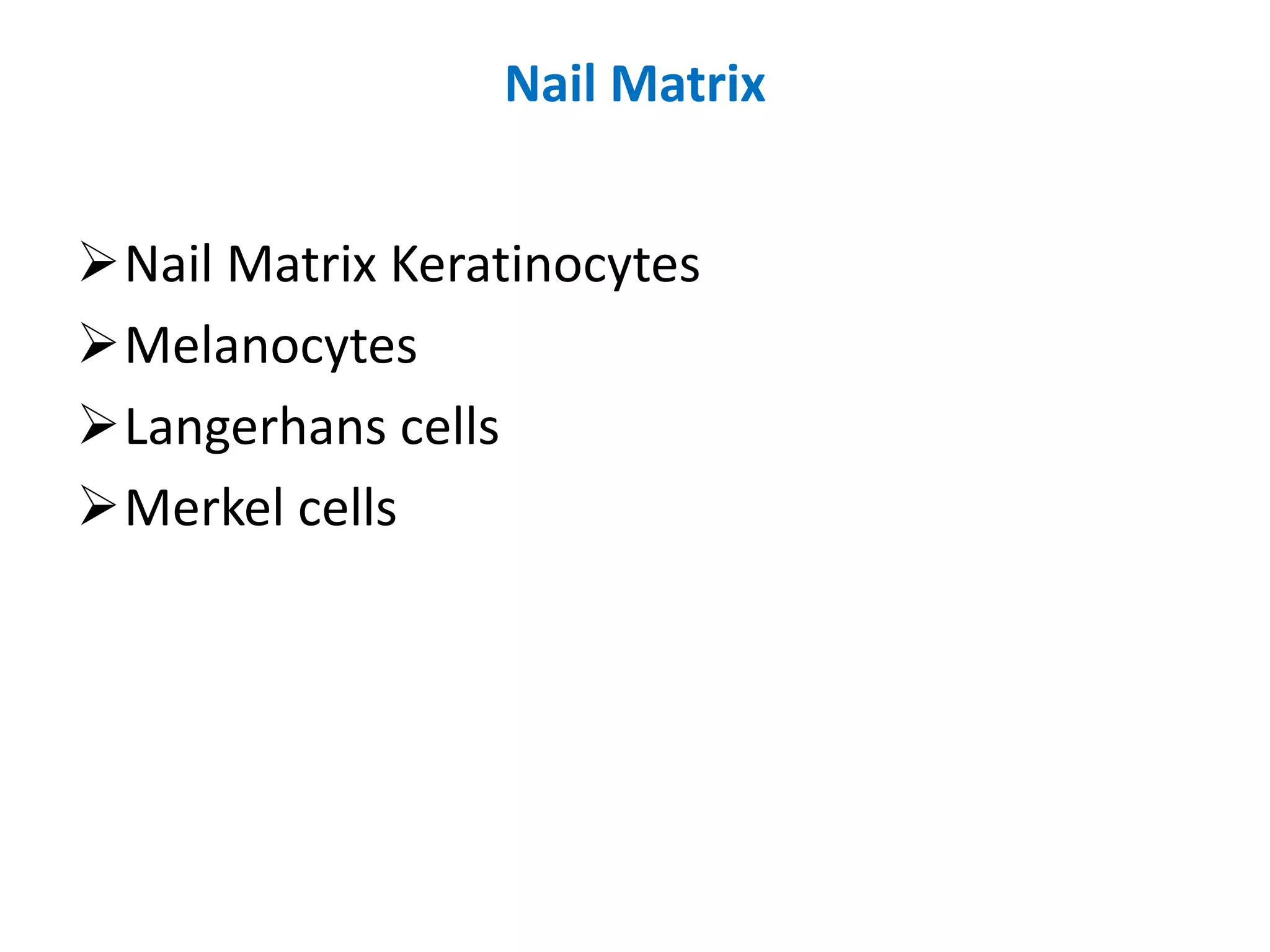 Anatomy of Nail And Applied Aspects | PPTX