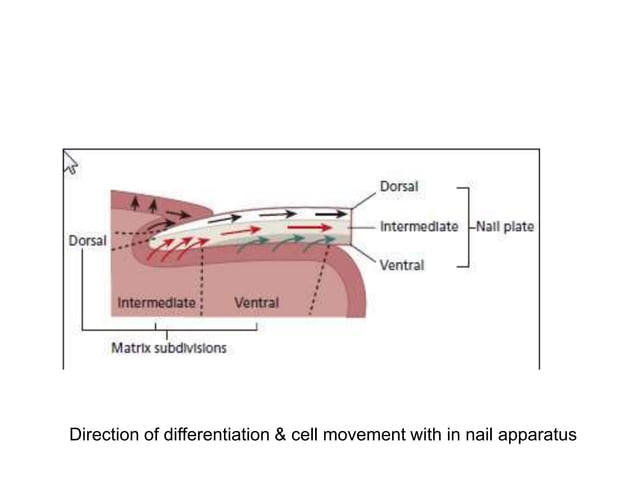 Anatomy of Nail And Applied Aspects | PPTX