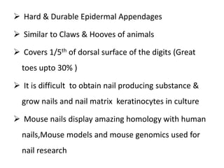 Anatomy of Nail And Applied Aspects | PPTX