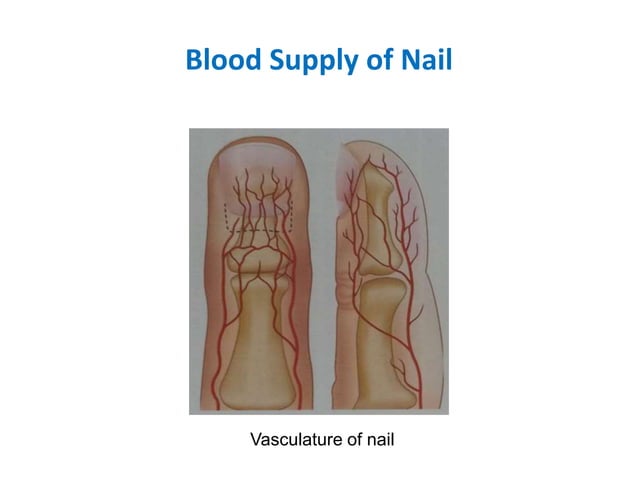 Anatomy of Nail And Applied Aspects | PPTX