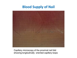 Anatomy of Nail And Applied Aspects | PPTX