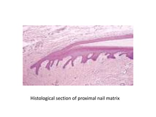 Nail Matrix Histology