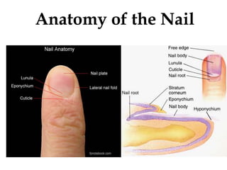 Nail Model Anatomy