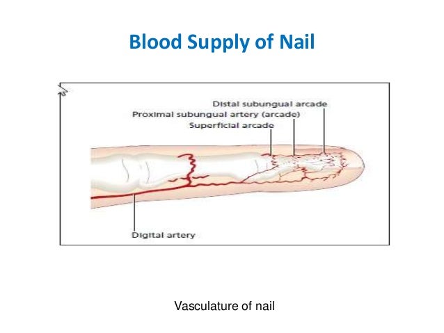 Anatomy of Nail And Applied Aspects