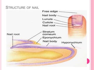 Diseases of nail and their treatment | PPTX