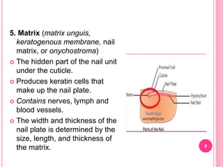 Diseases of nail and their treatment | PPTX
