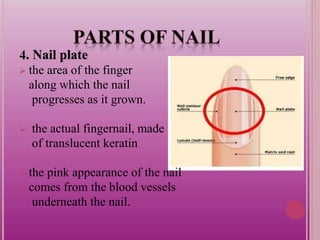 nails-140612090300-phpapp02.pptx