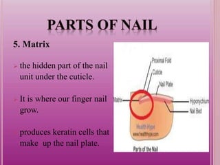 nails-140612090300-phpapp02.pptx