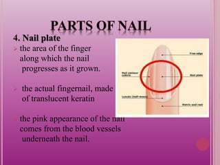 Nails | PPT | Free Download