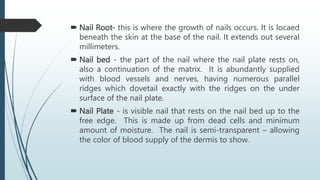 NAILS.nail caremanicure and pedicur.pptx