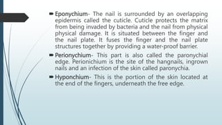 NAILS.nail caremanicure and pedicur.pptx