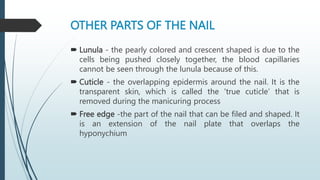 NAILS.nail caremanicure and pedicur.pptx