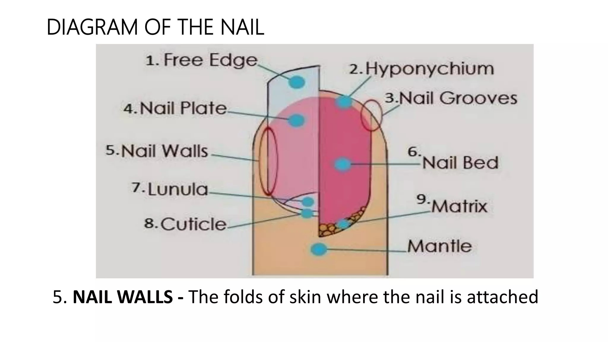 Nail structure | PPTX