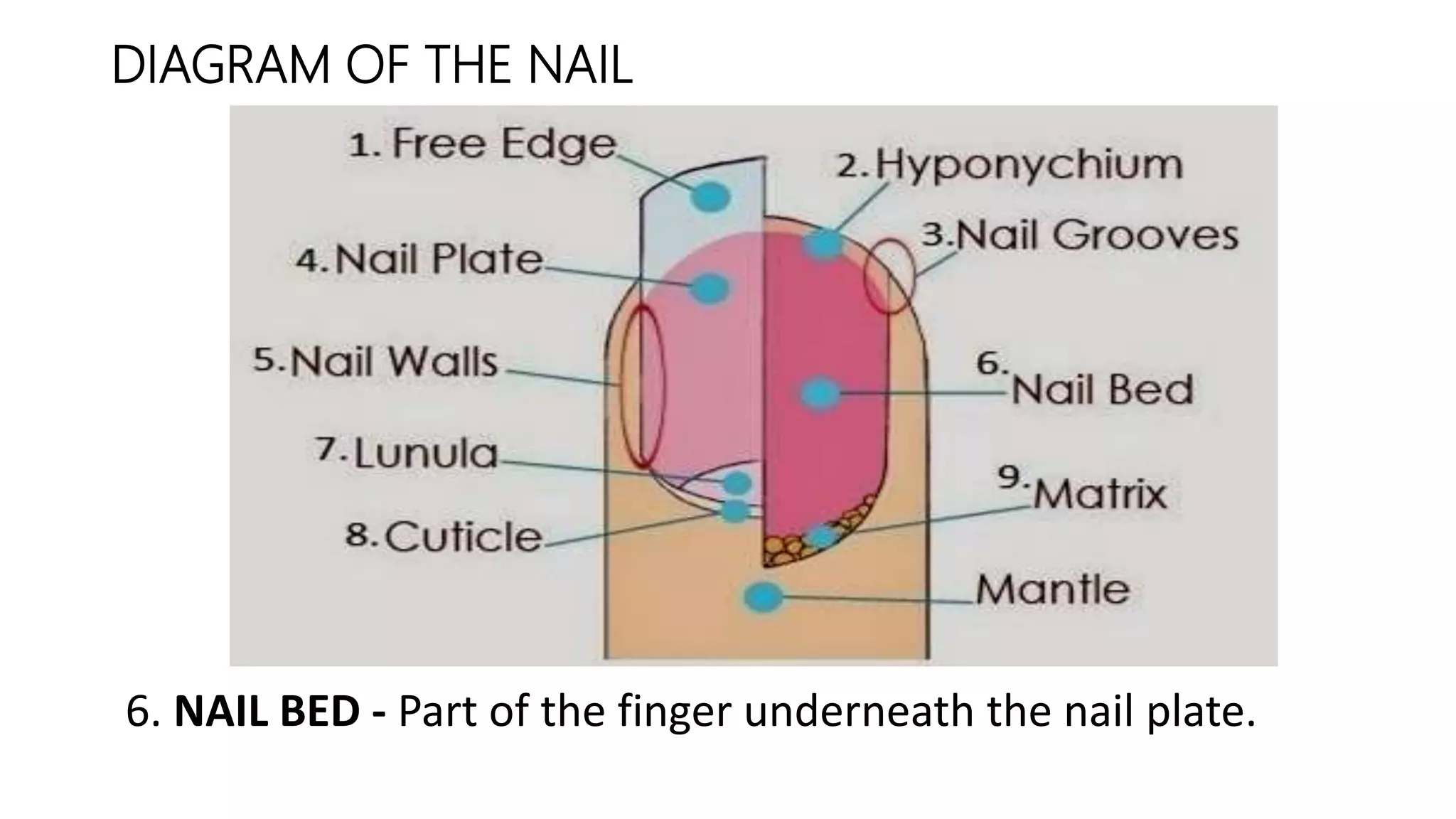 Nail structure | PPTX