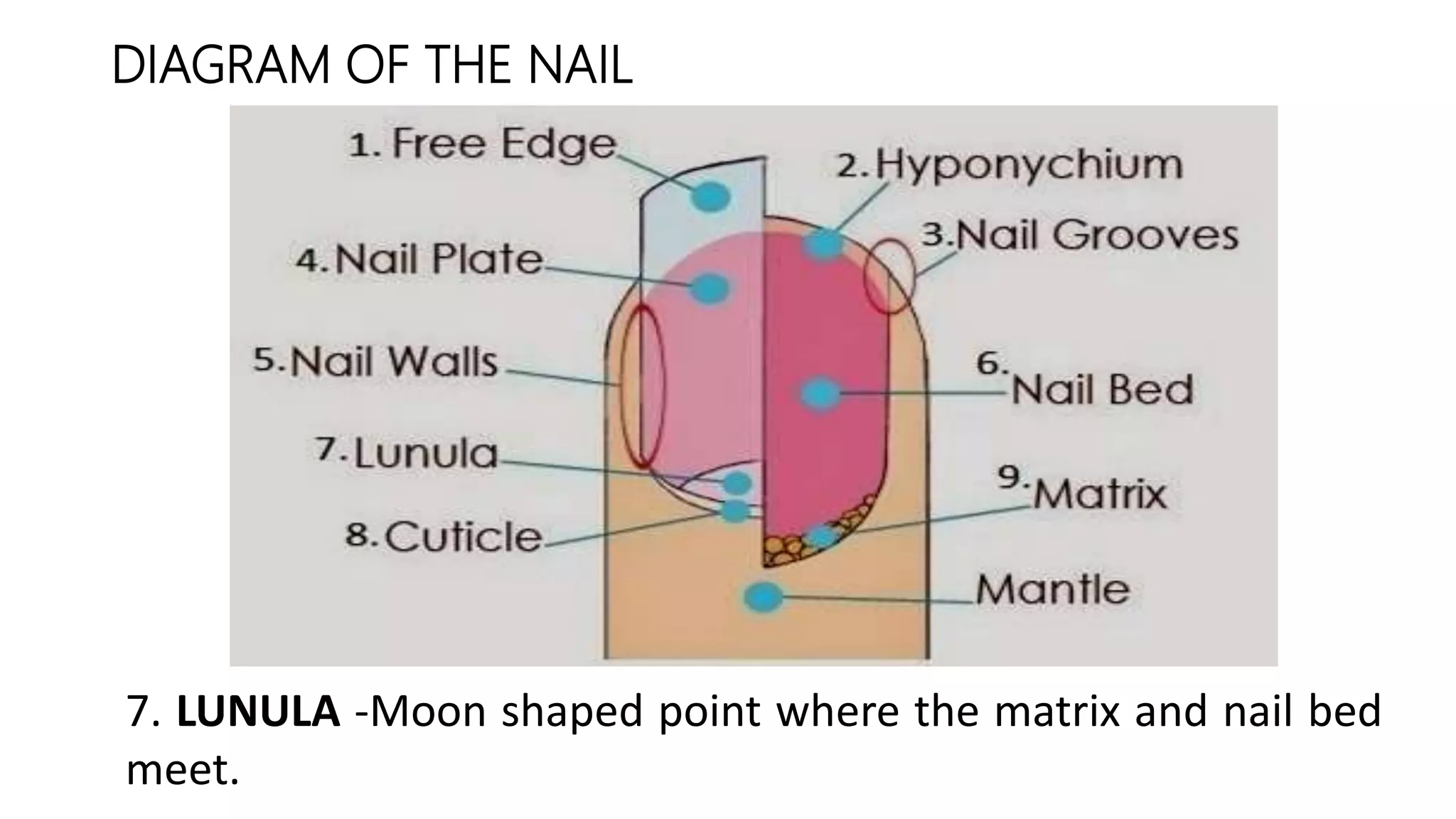 Nail structure | PPTX