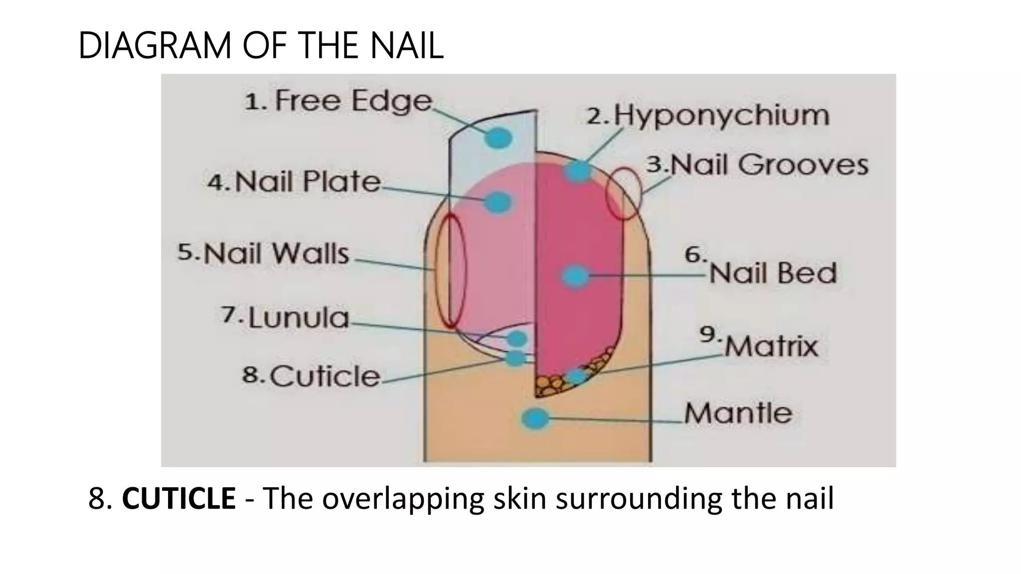 Nail structure | PPTX