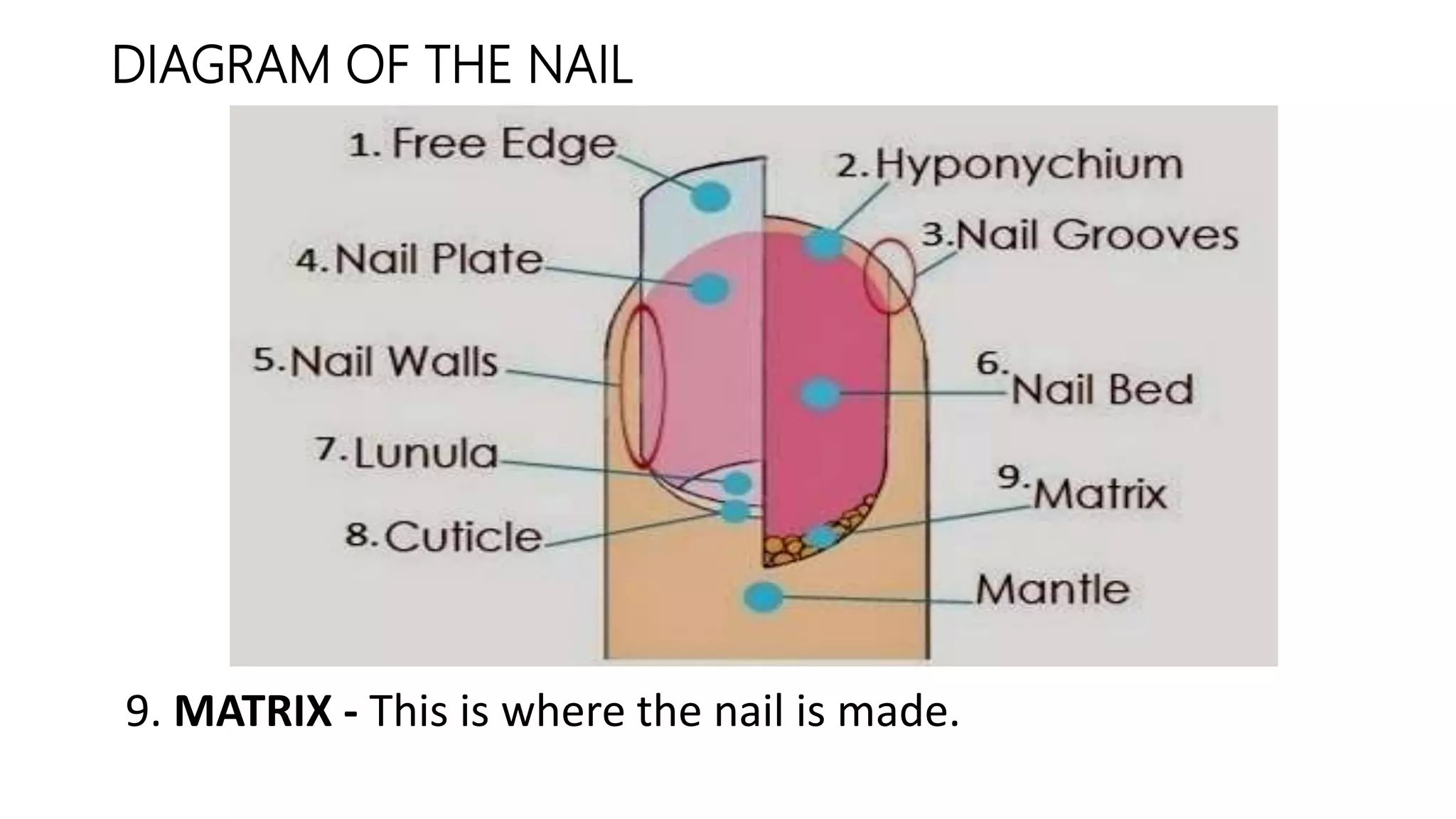 Nail structure | PPTX