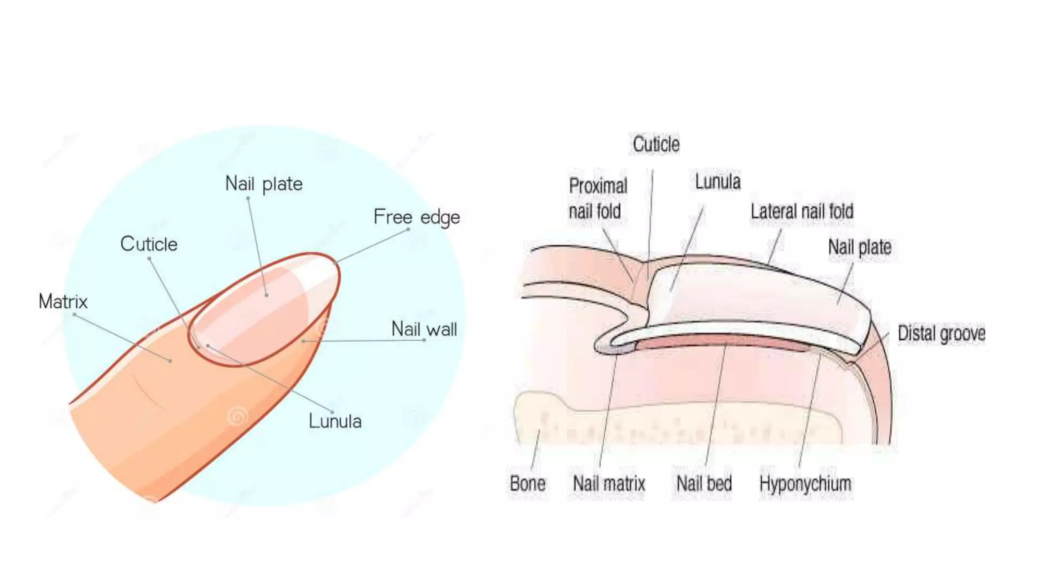 Nail structure | PPTX