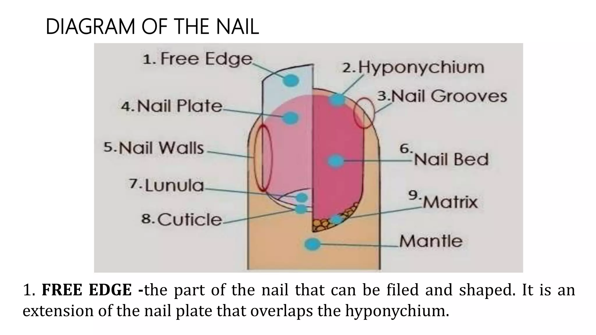 Nail structure | PPTX