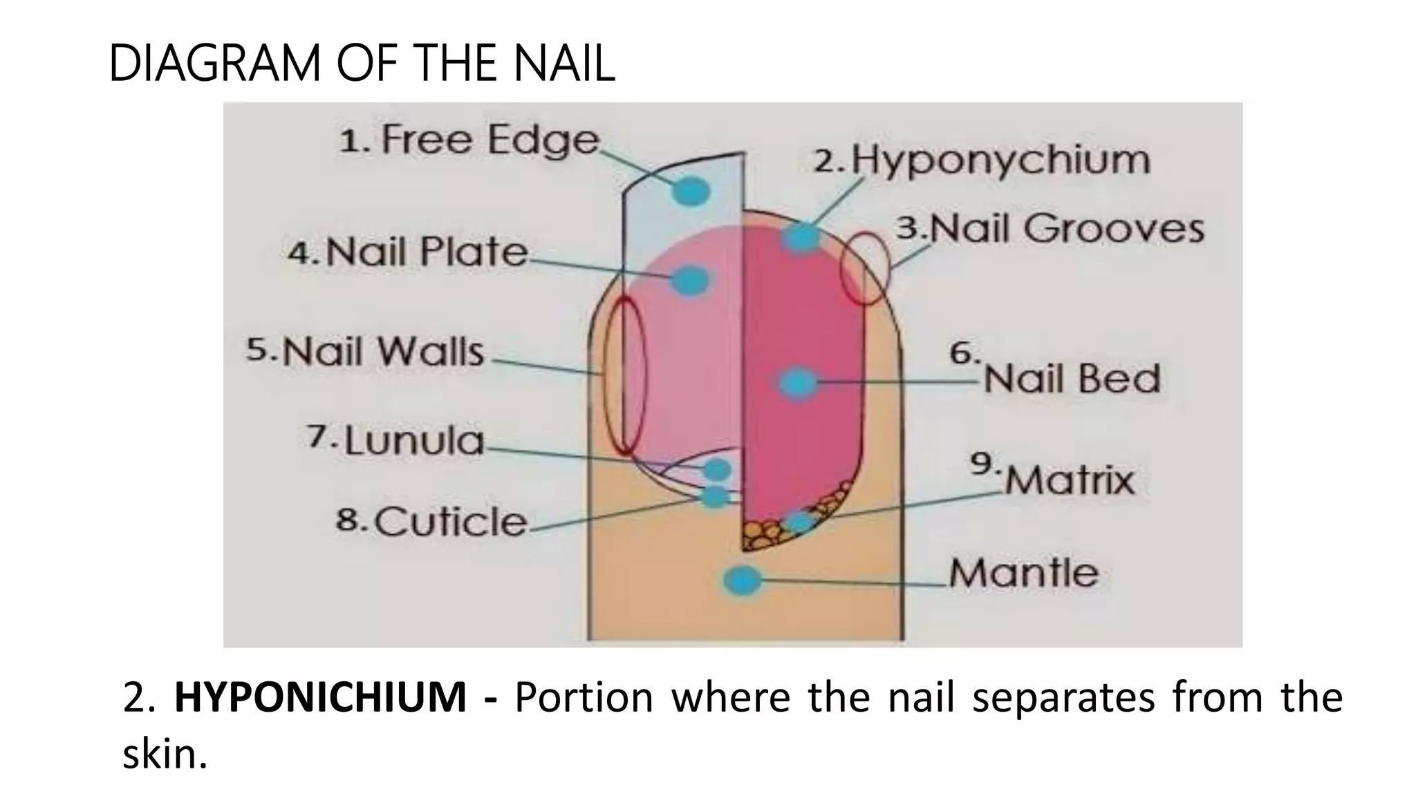 Nail structure | PPTX