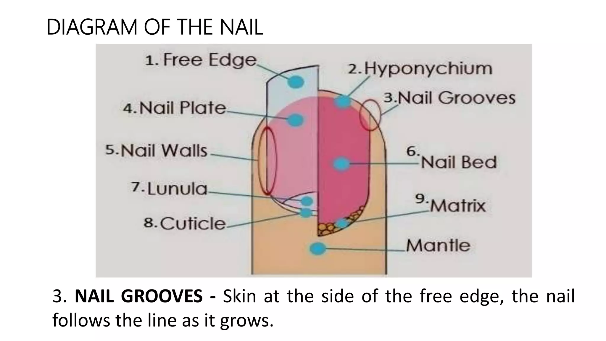 Nail structure | PPTX
