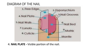 Nail structure | PPTX