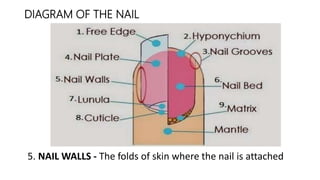Nail structure | PPTX