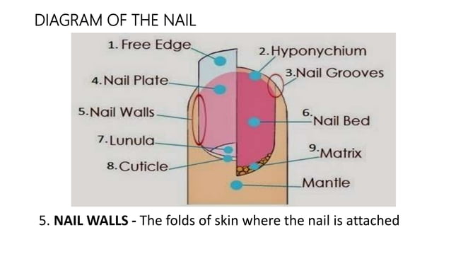 Nail structure | PPTX