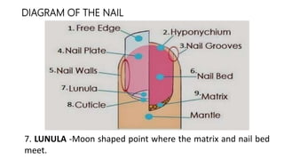 Nail structure | PPTX