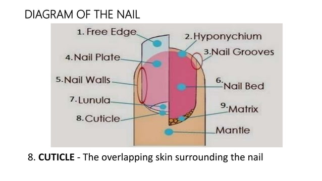 Nail structure | PPTX