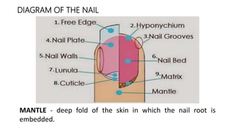 Nail structure | PPTX
