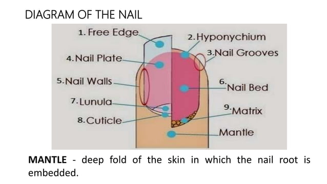 Nail structure | PPTX