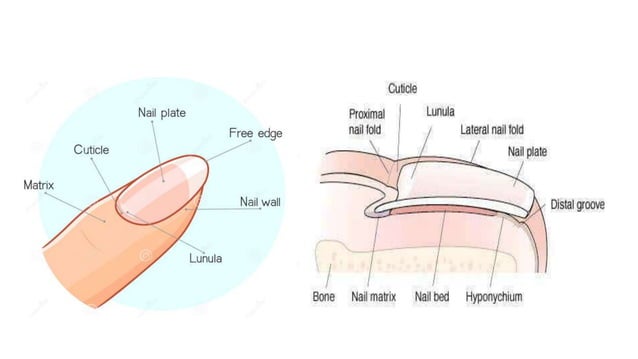 Nail structure | PPTX