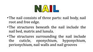 Nail structure | PPTX