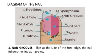 Nail structure | PPTX