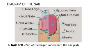Nail structure | PPTX