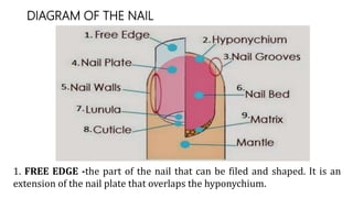 Nail Structure Quiz