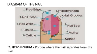 Nail structure | PPTX
